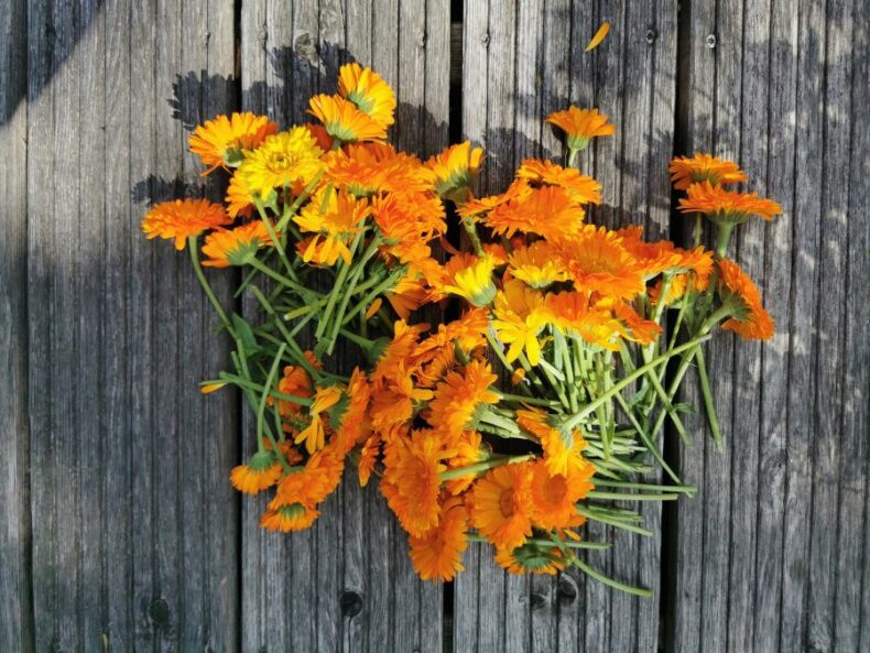 Newsletter - Kräuter­werkstatt & mehr