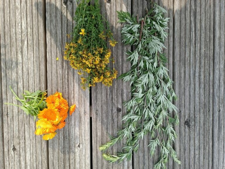 LP Freebie //E-Book Sommer-Rezepte - Kräuter­werkstatt & mehr